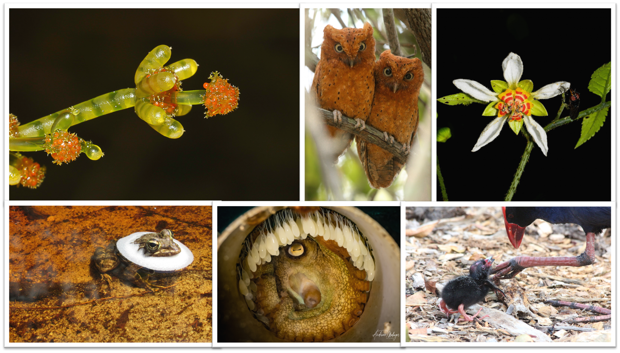 Exploring the Power of Citizen Science and Nature Connection: The Great ...